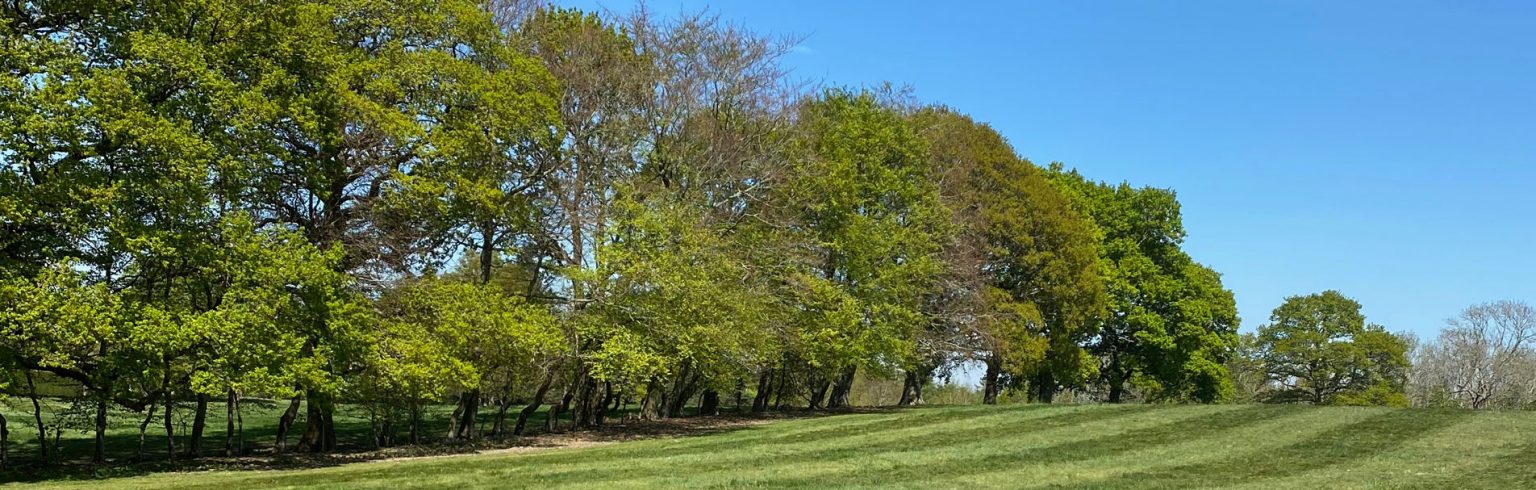 Tree Management - Birchwood Tree & Estate Management